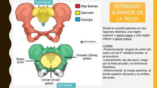 Osteologia de miembro inferior y articulación coxofemoral | PPTX