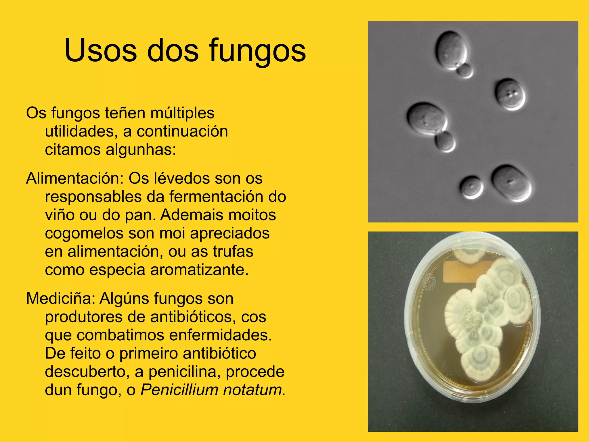 Os fungos | PPT