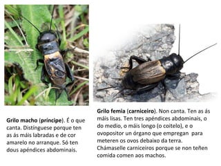 Os grilos (a rata Luisa) | PPS