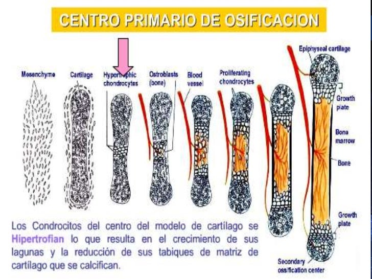 Osificacion