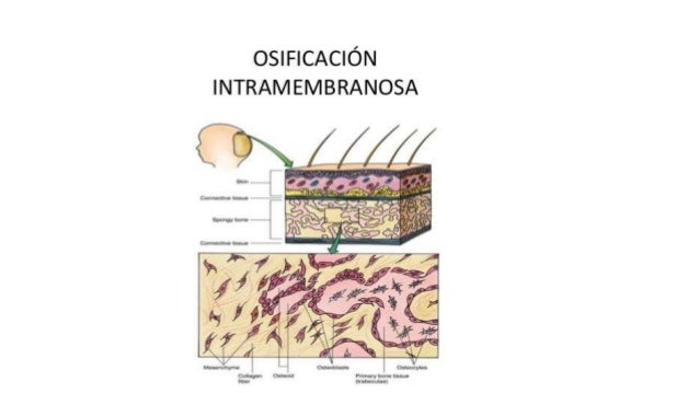 Osificacion