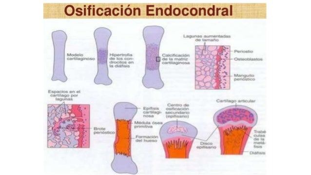 Osificacion