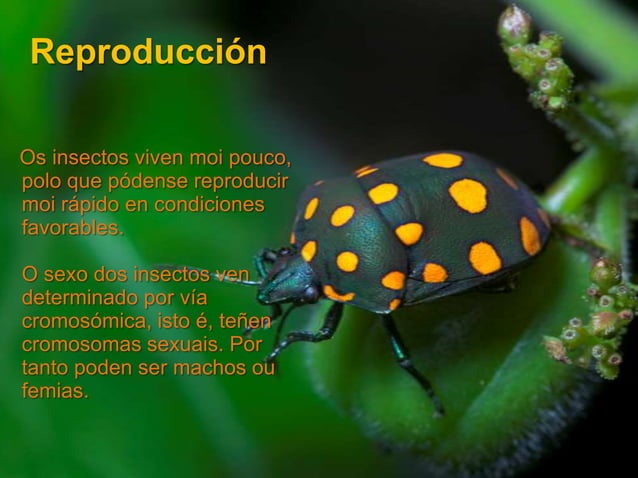Os insectos | PPT
