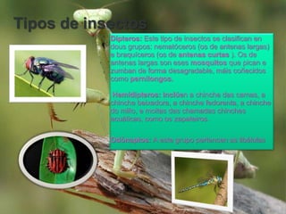 Os insectos | PPT
