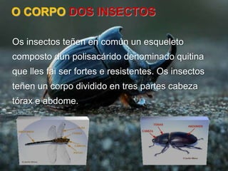 Os insectos | PPT