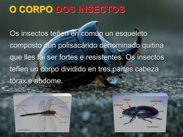 Os insectos | PPT