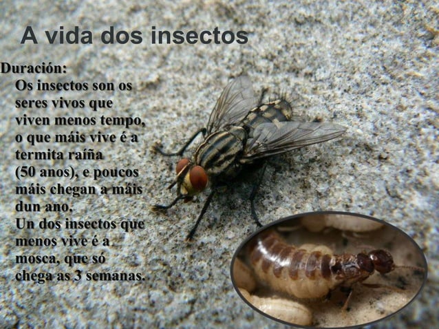 Os insectos | PPT