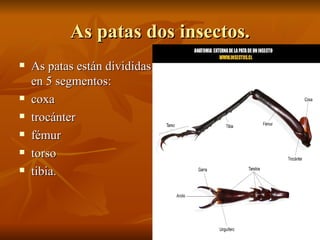 Os insectos 2 | PPT