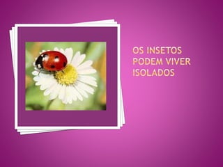 Os insetos | PPTX