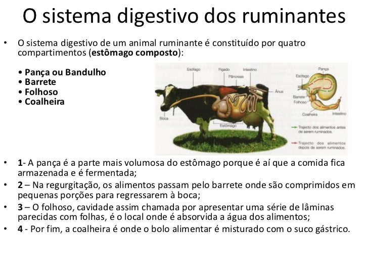 O sistema digestivo dos ruminantes