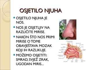 Osjetila | PPT
