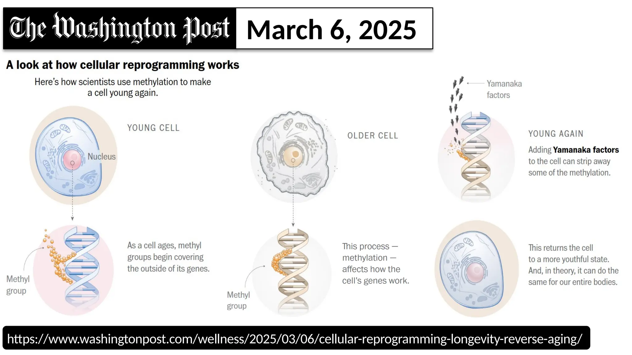Partial Reprogramming (OSK) Research Summary | PPTX