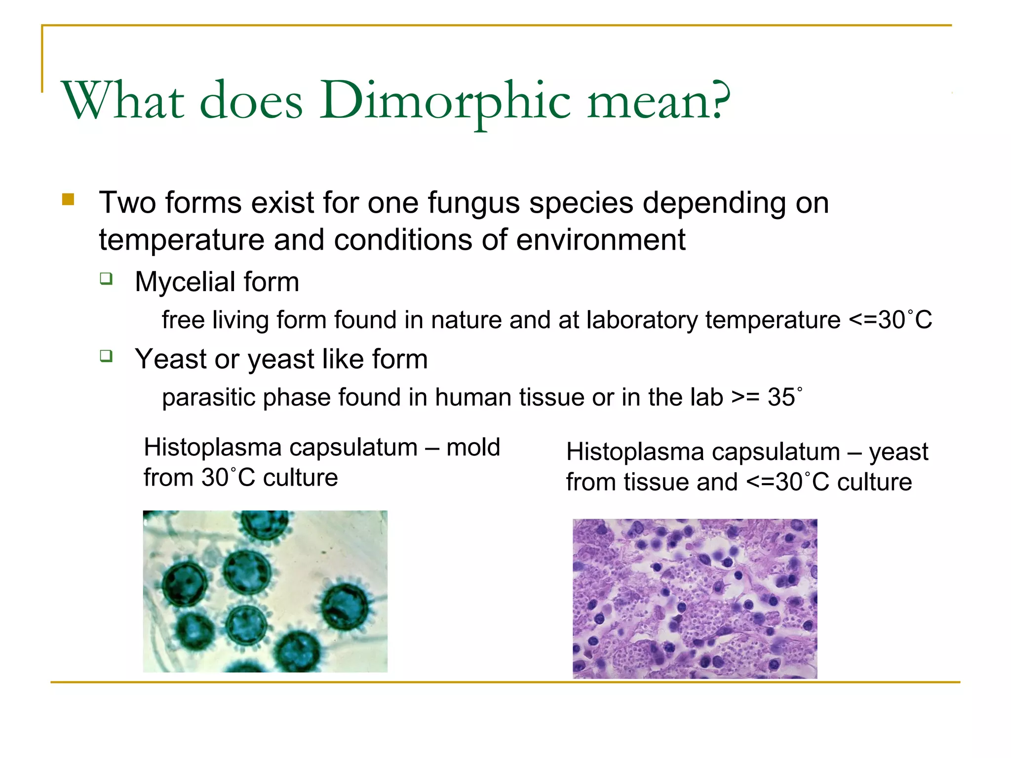 MYCOLOGY REVIEW | PPT