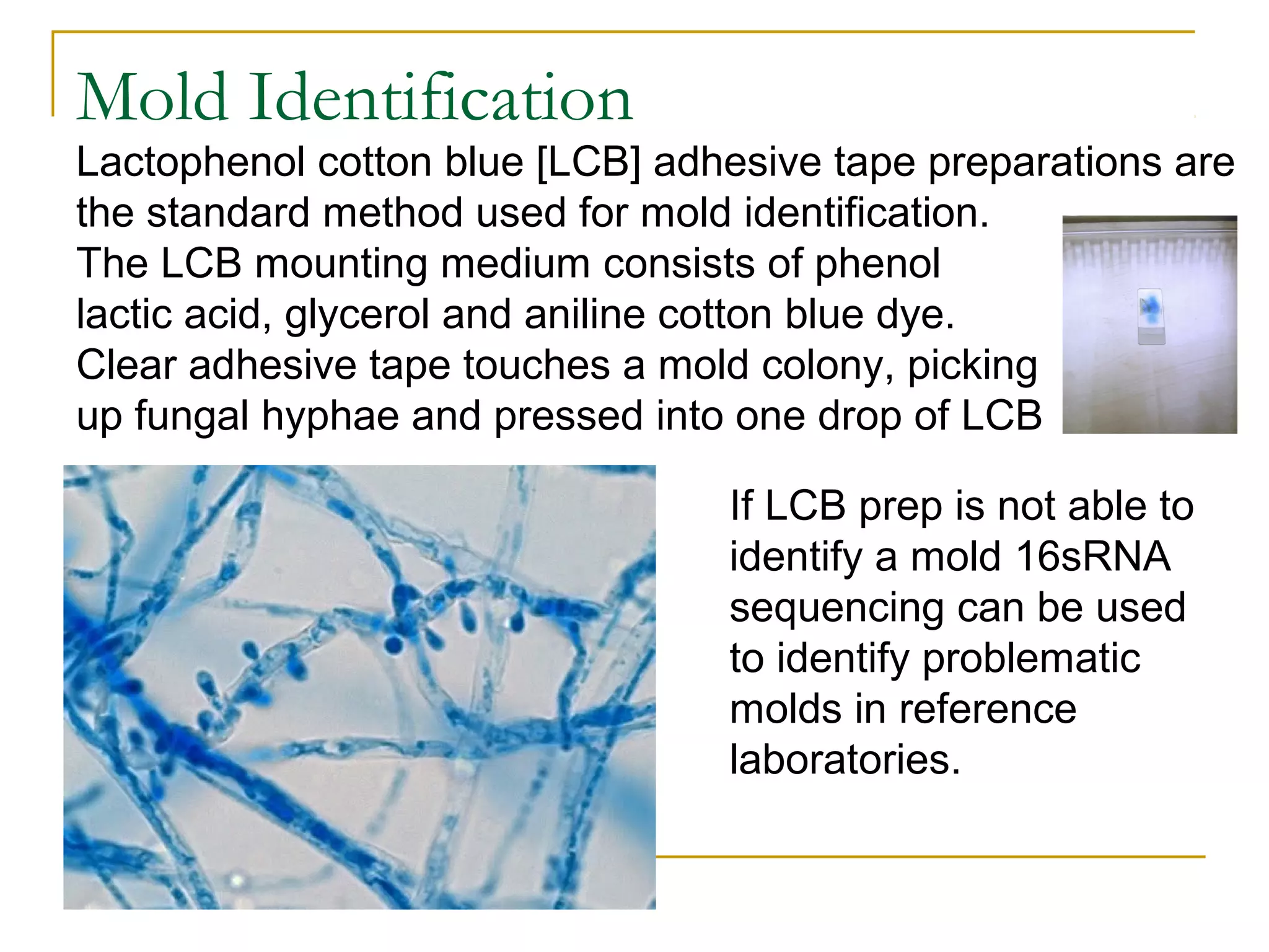 MYCOLOGY REVIEW | PPT