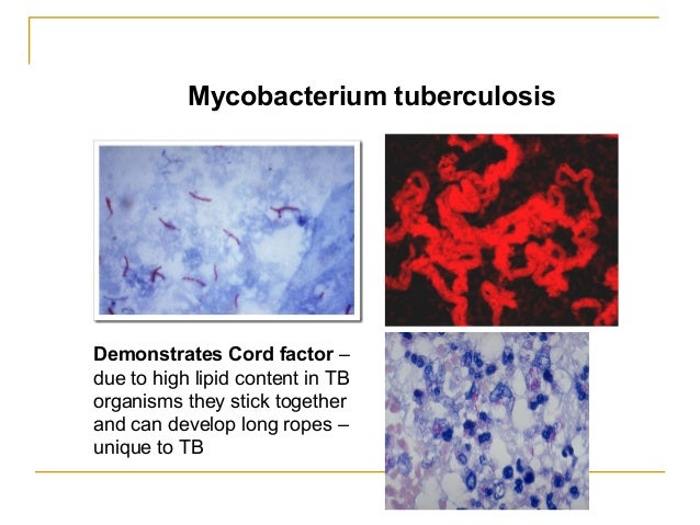 Mycobacteriology