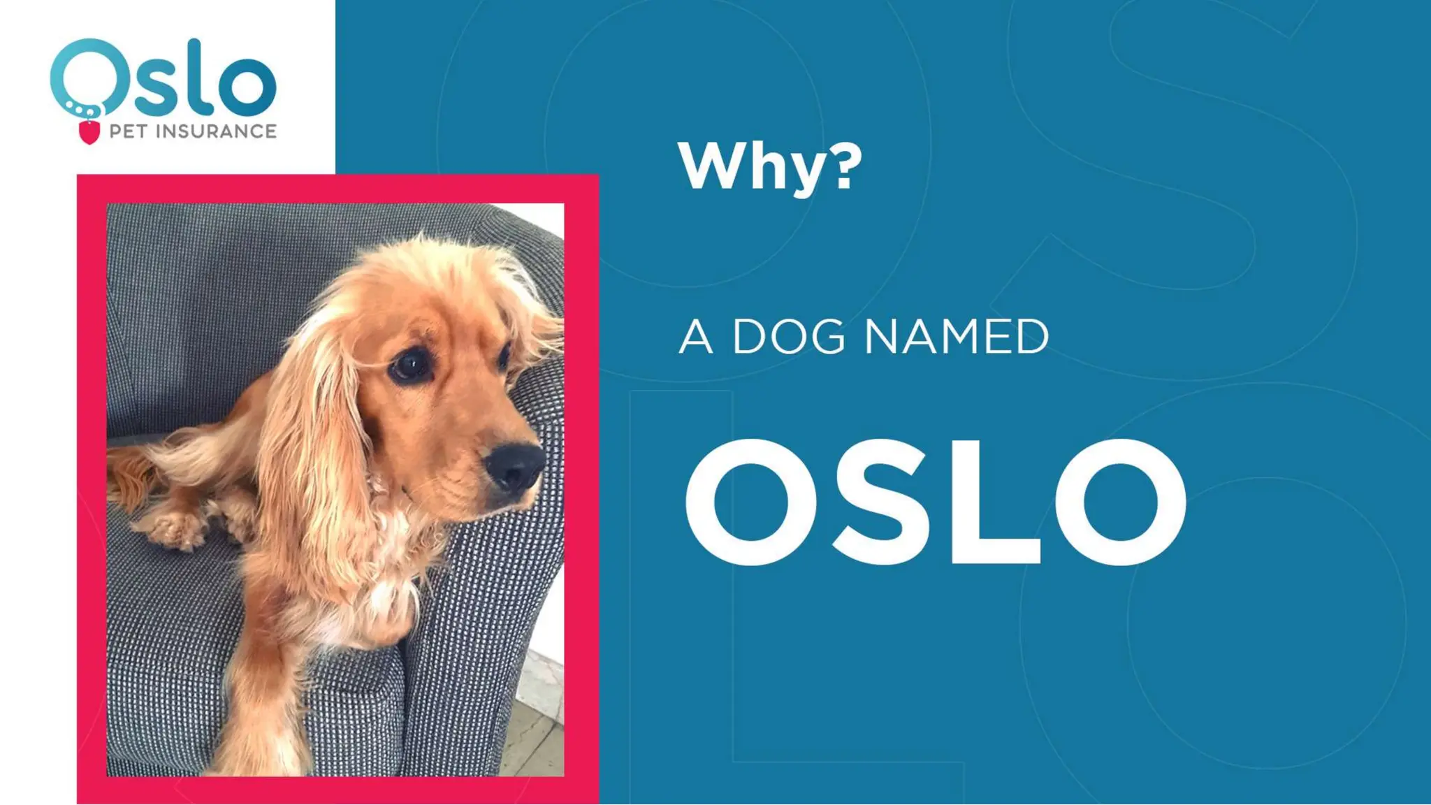 Oslo Pet insurance - Insurer Innovation Award 2024 | PPT