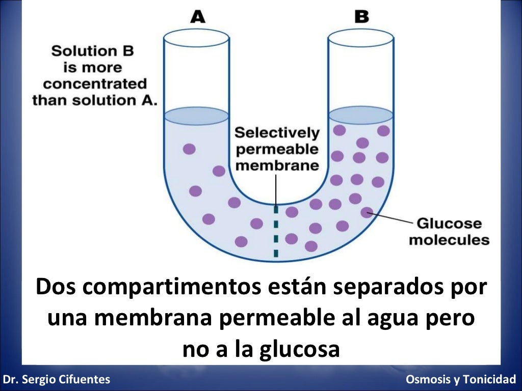 Osmolaridad y tonicidad
