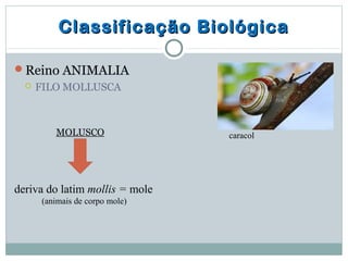 Os moluscos - animais de corpo mole | PPT