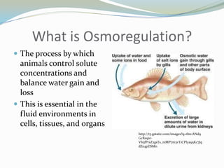 Osmoregulation | PPT