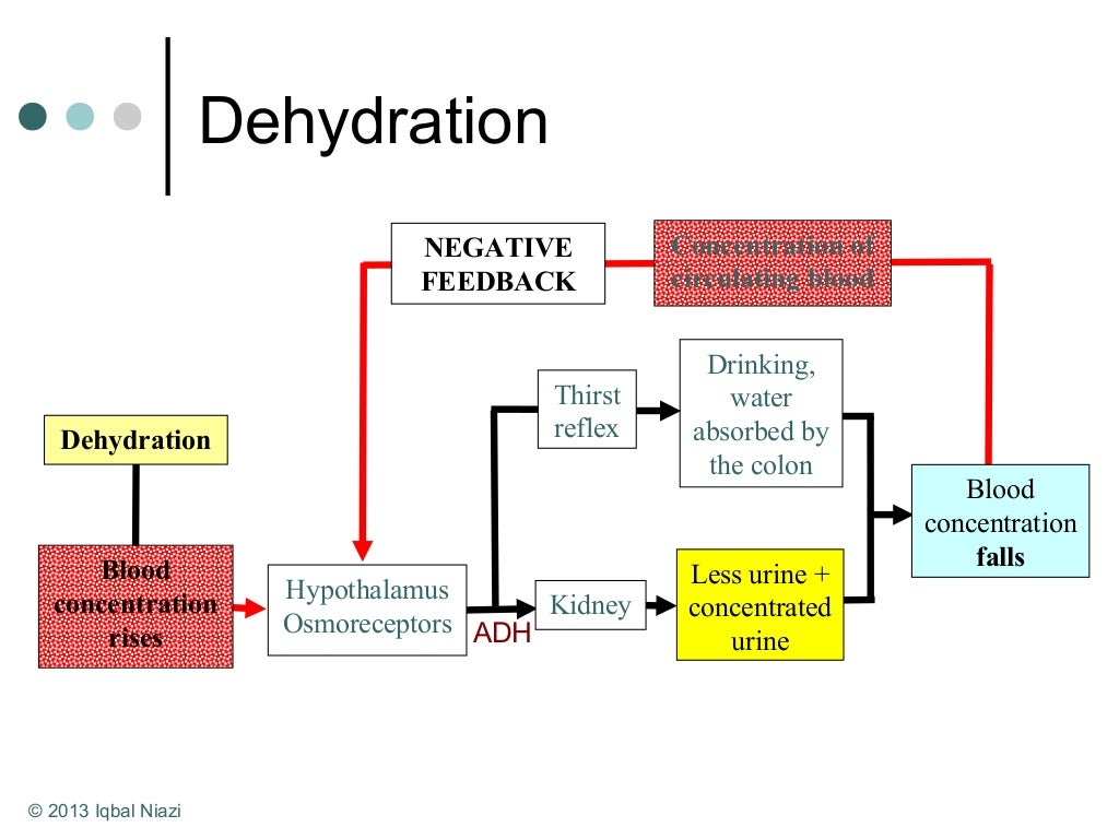 Osmoregulation