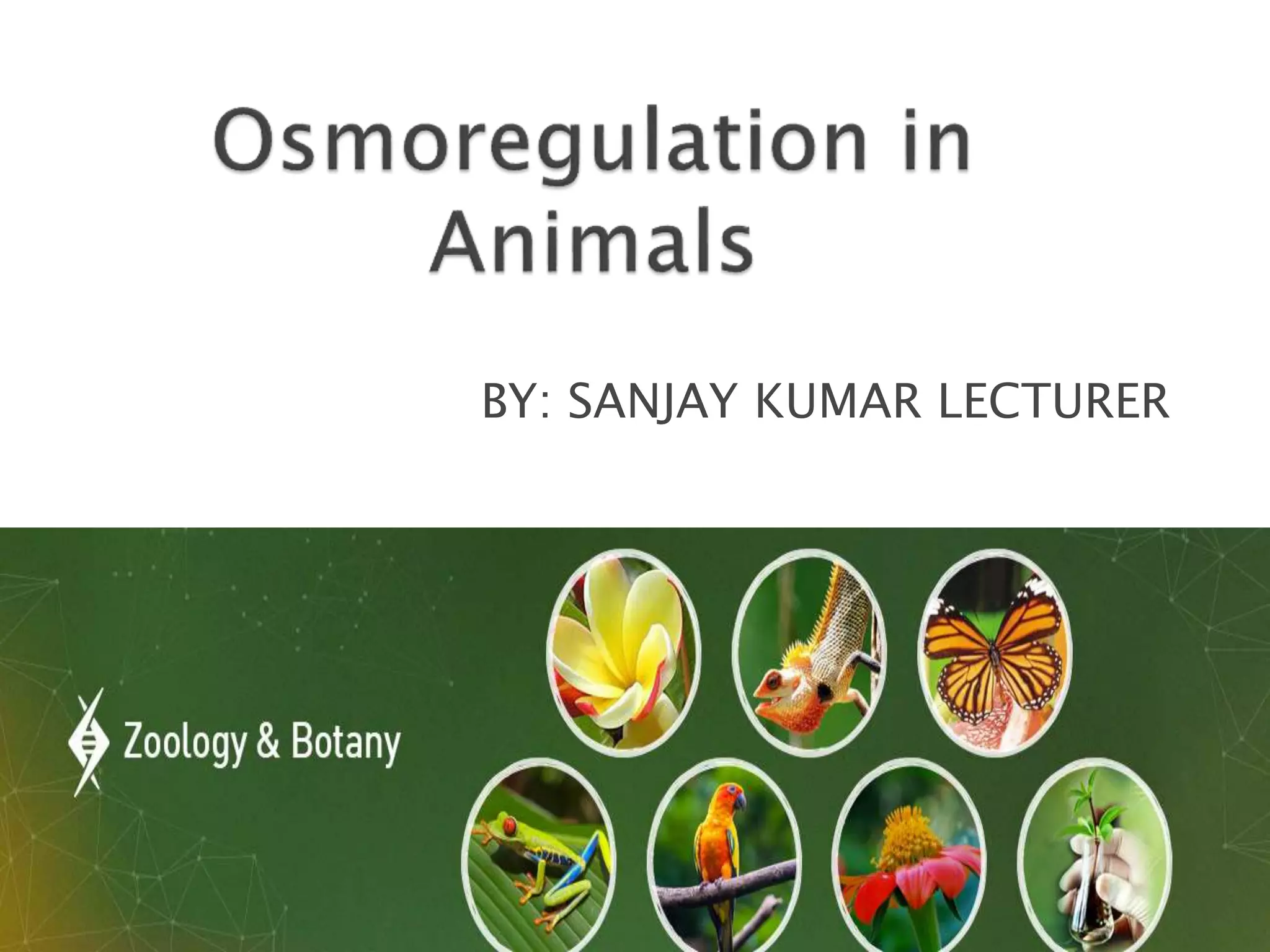 Osmoregulation in Animals | PPTX