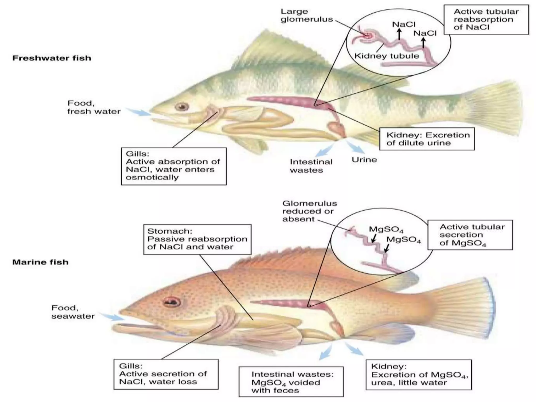 Osmoregulation in Animals | PPTX | Fish and Aquariums | Pets