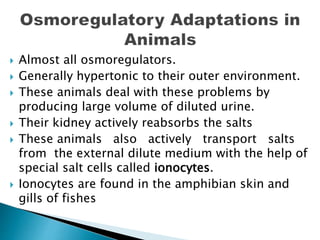 Osmoregulation in Animals | PPTX