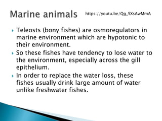 Osmoregulation in Animals | PPTX | Fish and Aquariums | Pets