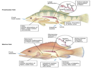 Osmoregulation in Animals | PPTX | Fish and Aquariums | Pets
