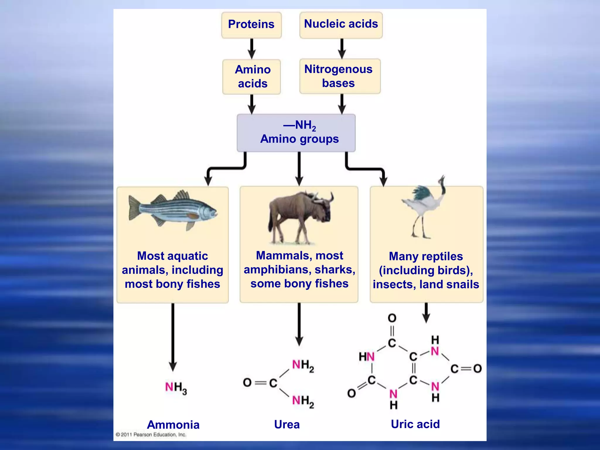 Osmoregulation | PPT