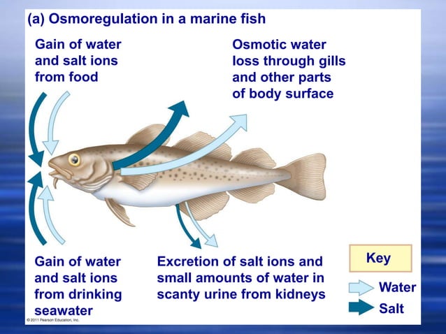 Osmoregulation | PPT | Fish and Aquariums | Pets