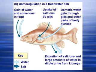 Osmoregulation | PPT