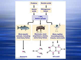 Osmoregulation | PPT