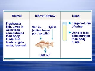 Osmoregulation | PPT