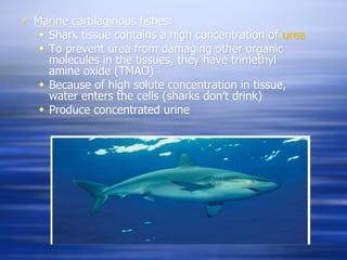 Osmoregulation | PPT