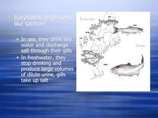 Osmoregulation | PPT