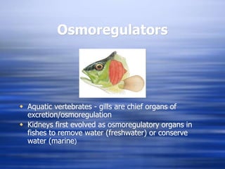 Osmoregulation | PPT
