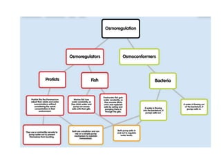 OSMOREGULATION.pptx