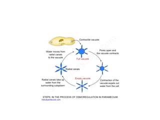 OSMOREGULATION.pptx