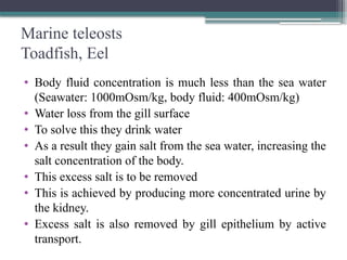 Osmoregulation in vertebrates for educational purposes | PPT