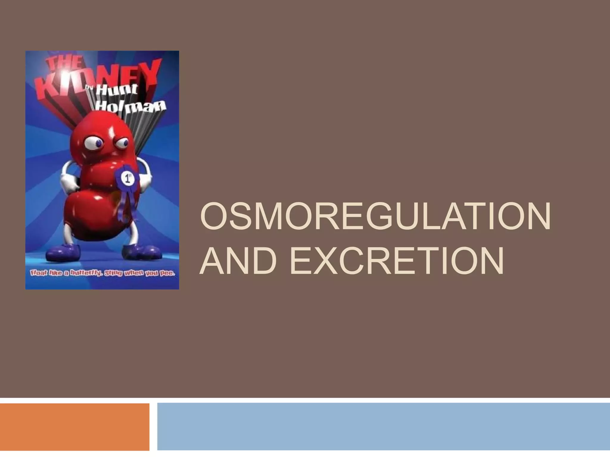 Osmoregulation and-excretion | PPT | Chemistry | Science