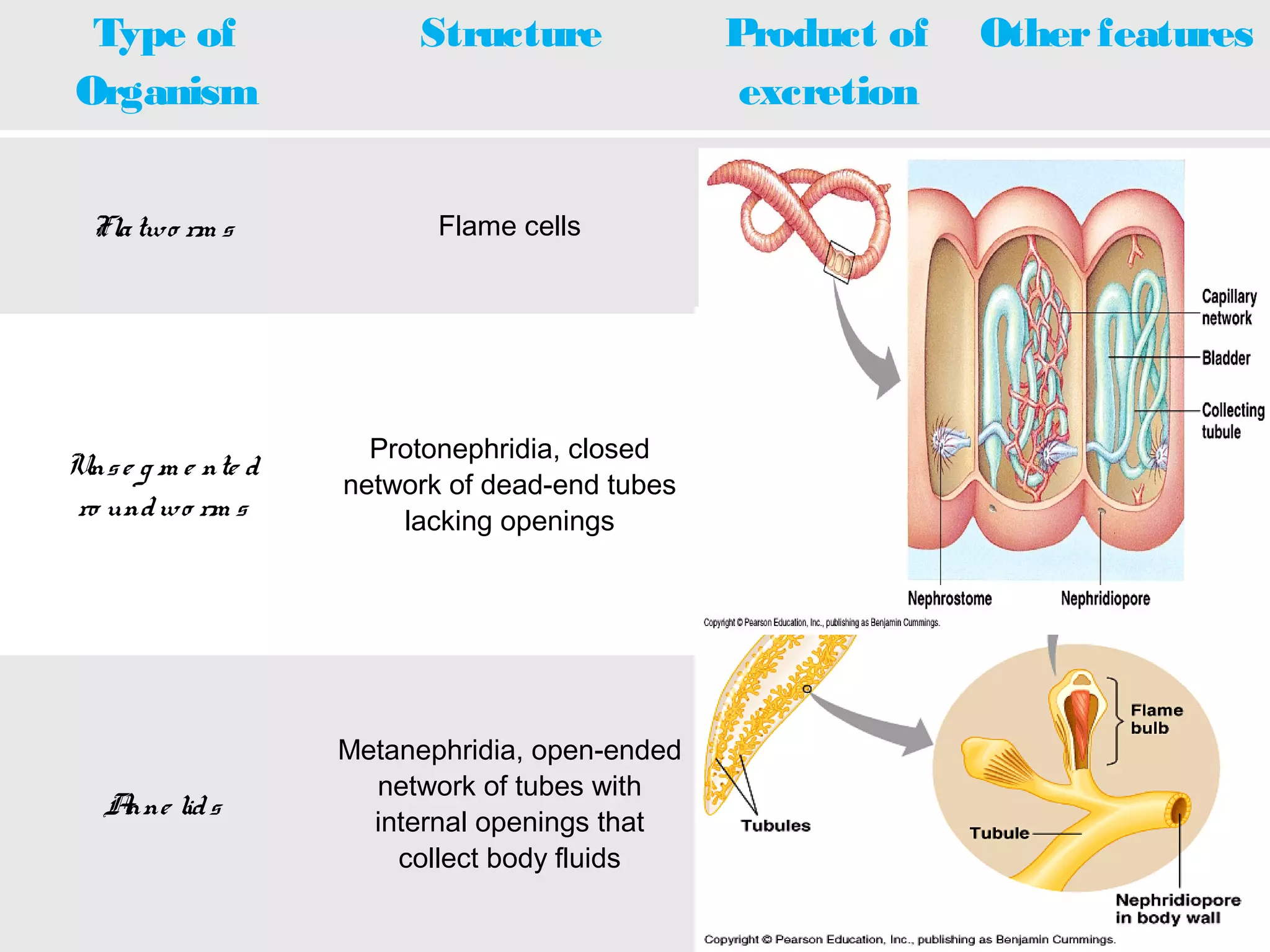 Osmoregulation and-excretion | PPT