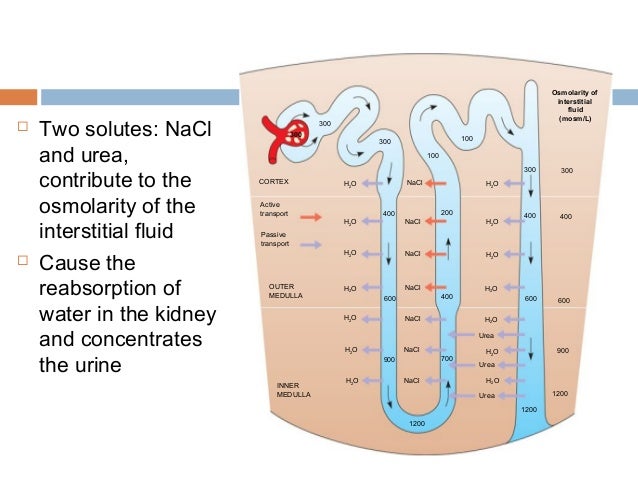 Osmoregulation and-excretion