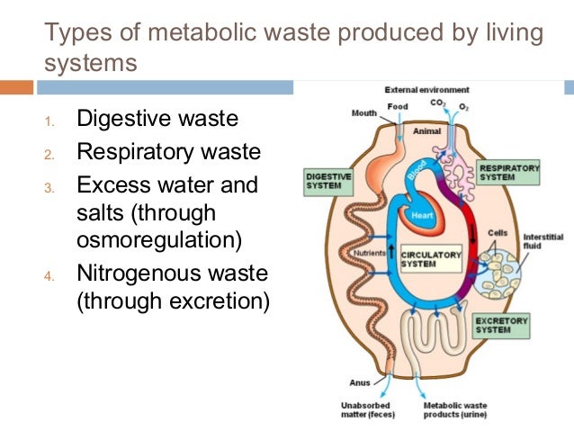 Osmoregulation and-excretion