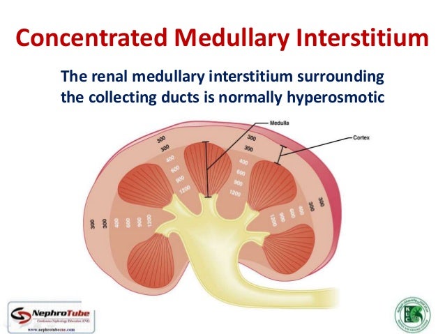 Osmoregulation (Urine Dilution & Concentration)