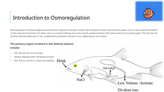 Osmoregulation-in-Fishes-Balancing-Water-and-Salt.pptx