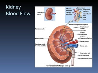 Osmoregulation and excretion | PPT
