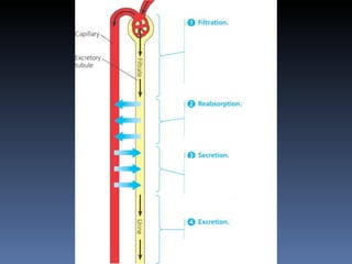 Osmoregulation and excretion | PPT