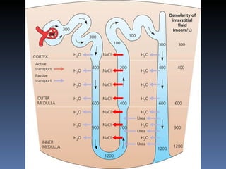 Osmoregulation and excretion | PPT