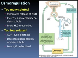 Osmoregulation and excretion | PPT